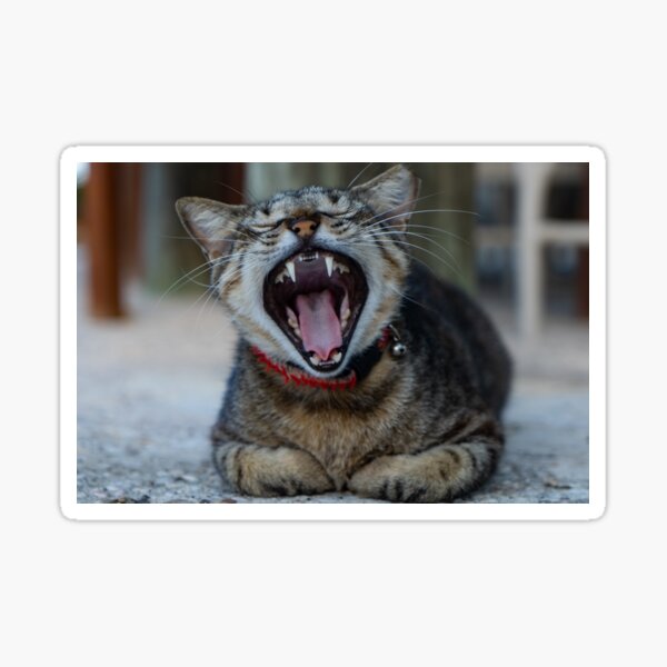"Yawning Cat" Sticker by sabbott1515 | Redbubble