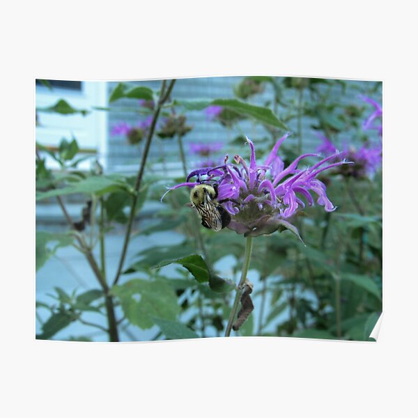 "Pollinator #2" Poster for Sale by CaydB | Redbubble