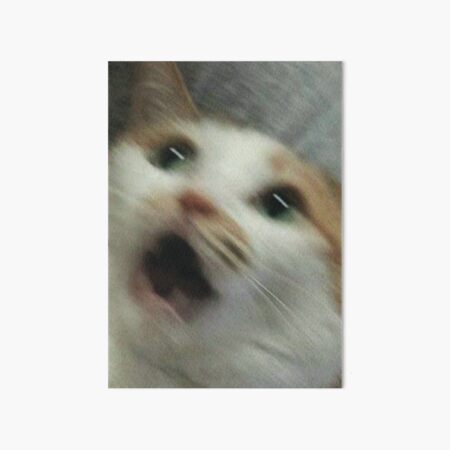 "Scared cat meme" Art Board Print for Sale by Mariascientist | Redbubble