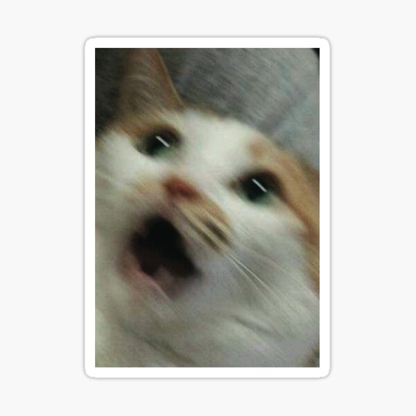 "Scared cat meme" Sticker by Mariascientist | Redbubble