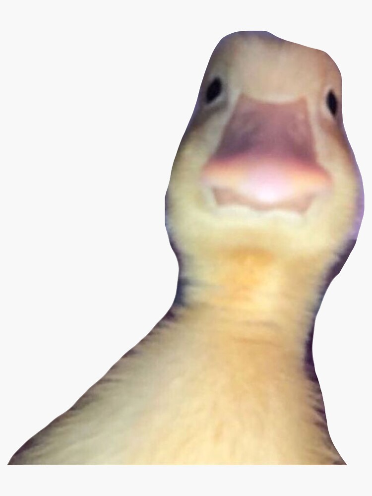"meme duck face " Sticker for Sale by madisontn07 | Redbubble