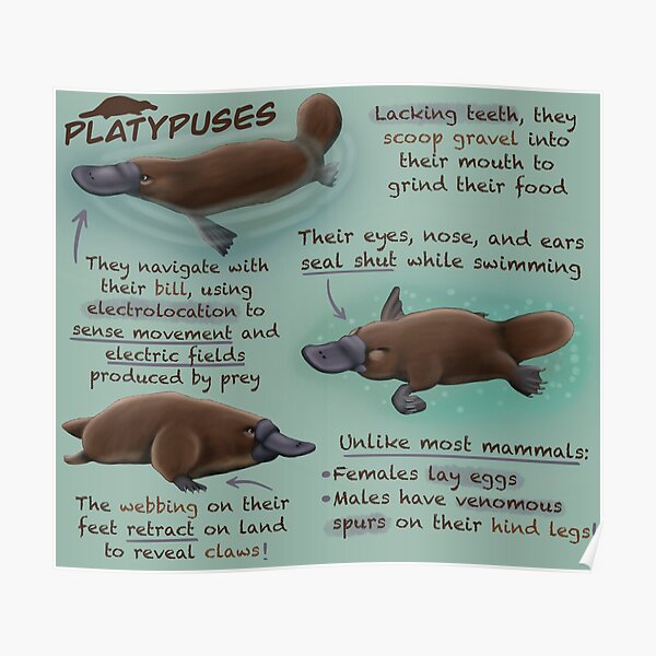 "Platypuses Fun Facts" Poster by troyanthonyart | Redbubble
