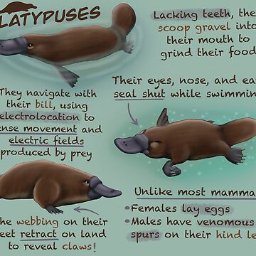 "Platypuses Fun Facts" Graphic T-Shirt for Sale by troyanthonyart ...