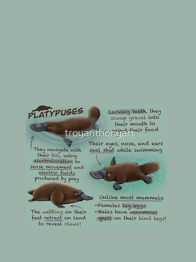 "Platypuses Fun Facts" Graphic T-Shirt for Sale by troyanthonyart ...