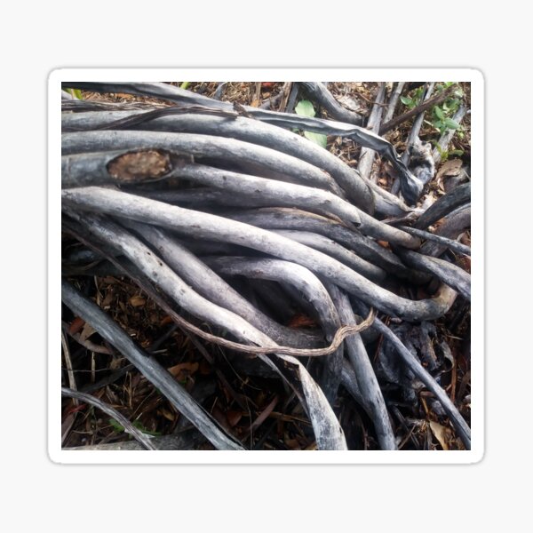 "Beautiful Tree roots " Sticker by gloriasd14 | Redbubble