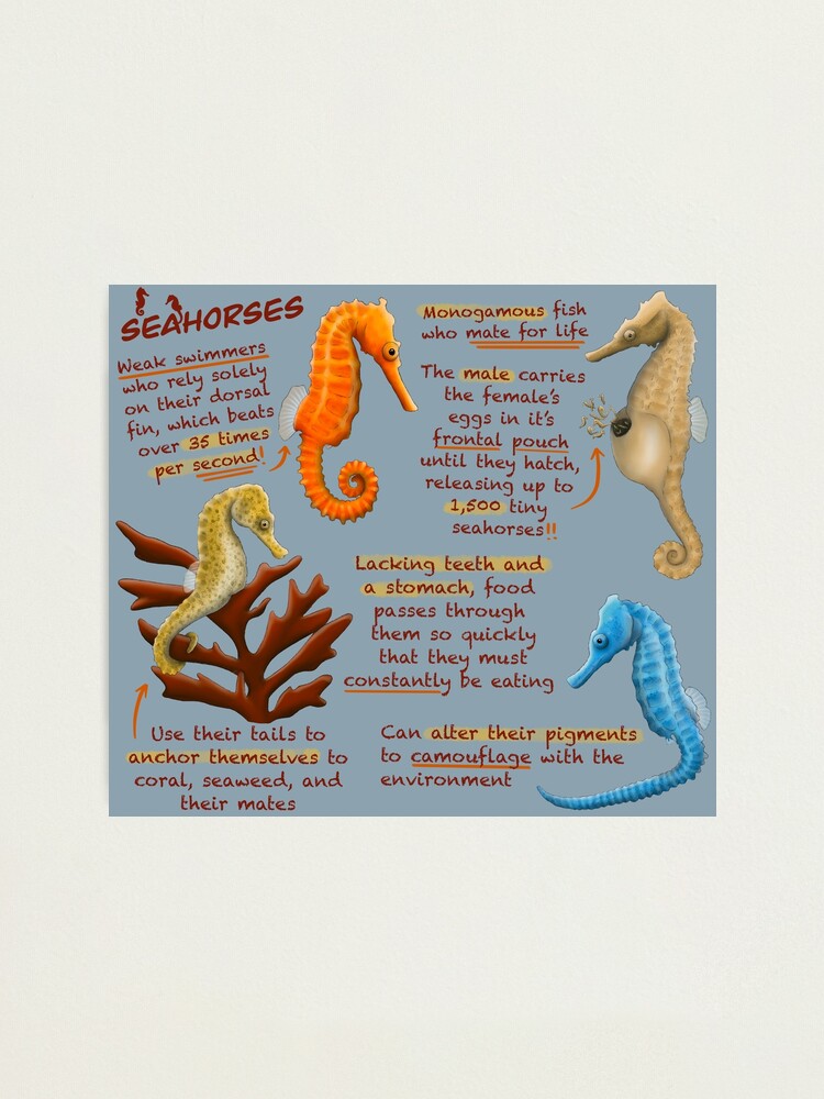 "Seahorses Fun Facts" Photographic Print for Sale by troyanthonyart ...