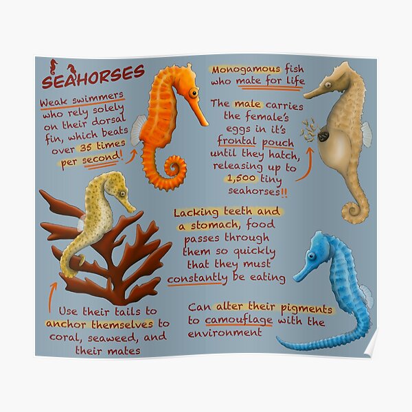 "Seahorses Fun Facts" Poster for Sale by troyanthonyart | Redbubble