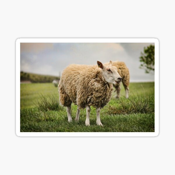 "sheep" Sticker by KatieWilde04 | Redbubble