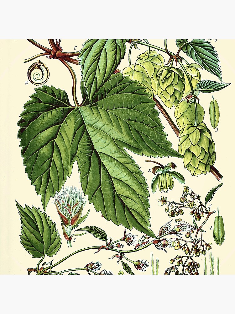 "Humulus lupulus (common hop or hops) - Vintage botanical illustration ...