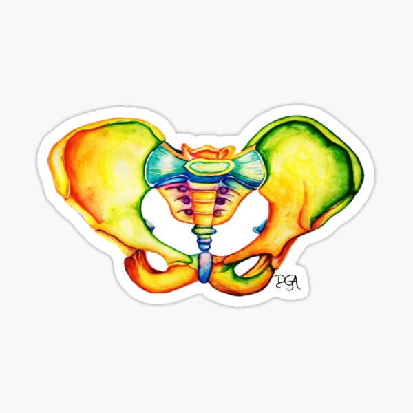 "Pelvis Anatomy" Sticker for Sale by DanielaGaleanoA | Redbubble