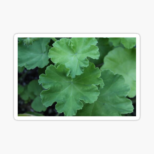 "Green Leaves of Geranium" Sticker for Sale by RLSPhotogenic | Redbubble