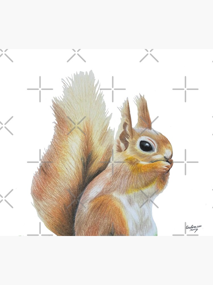"Red Squirrel" Poster by carolinehromy | Redbubble
