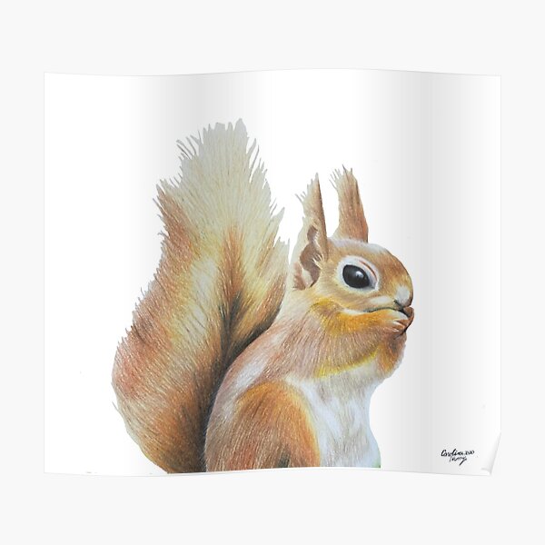 "Red Squirrel" Poster by carolinehromy | Redbubble