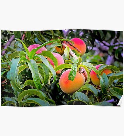 Peaches: Posters | Redbubble