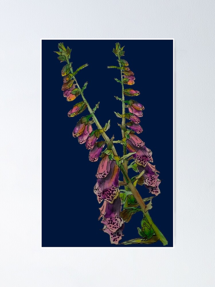 "Foxglove watercolour painting" Poster by HollyPopsDesign | Redbubble