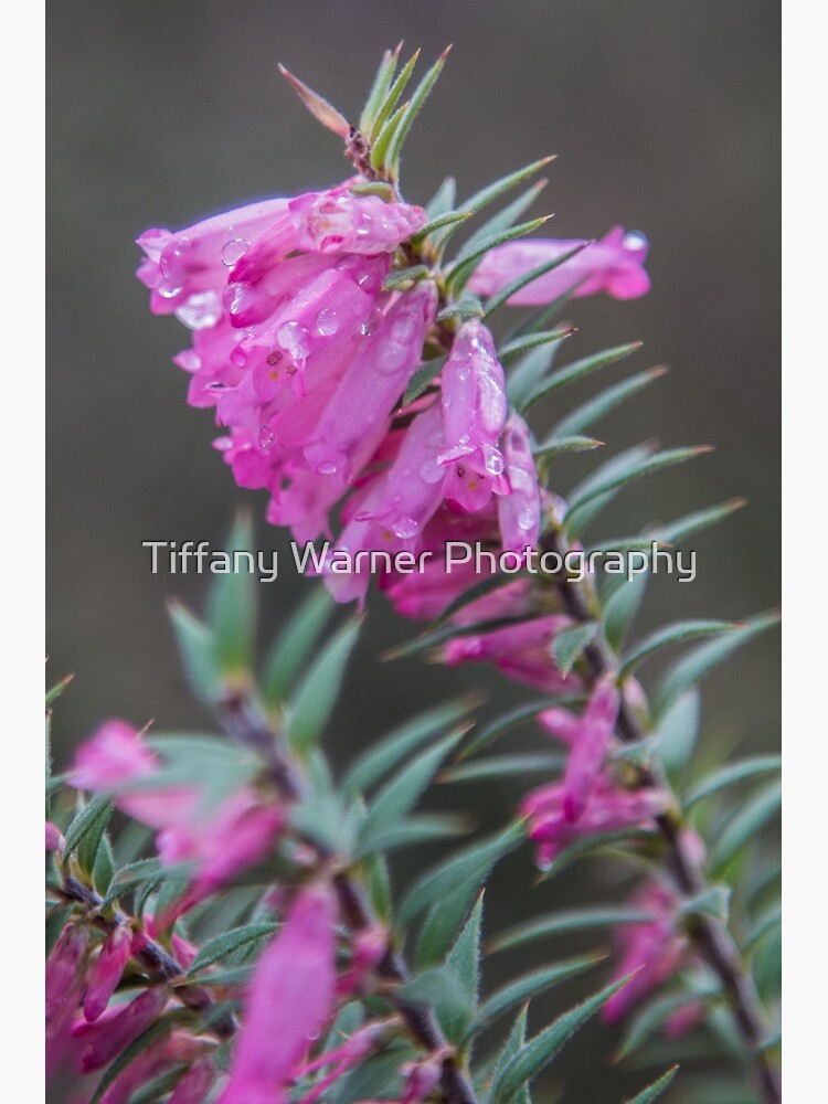 "Pink Heath Floral Emblem of Victoria" Poster for Sale by tiffany16 ...