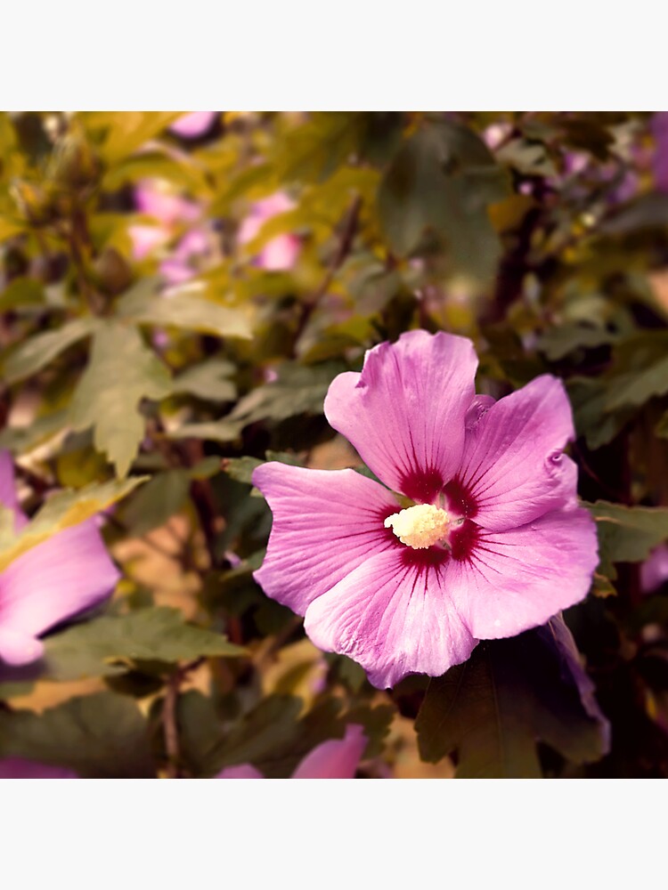 "purple hibiscus flower" Sticker for Sale by Hujer | Redbubble