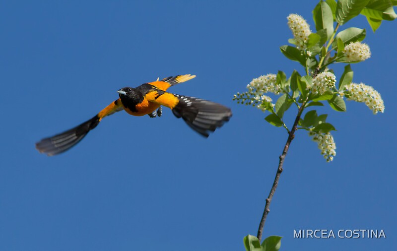 "Baltimore Oriole in flight" by MIRCEA COSTINA | Redbubble