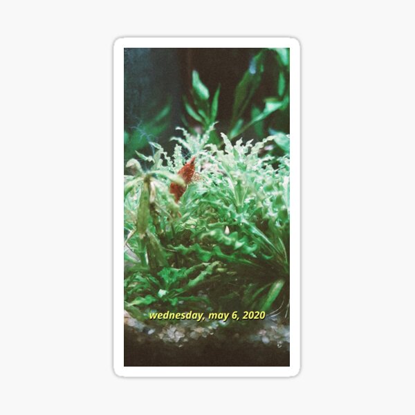 "Daphne" Sticker for Sale by Alk-mini | Redbubble