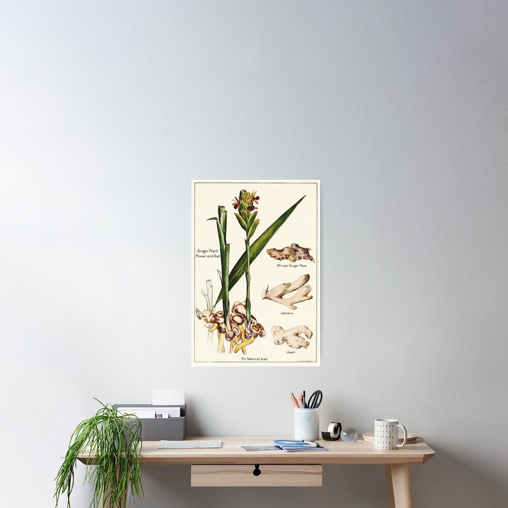 "Ginger plant flower root - Vintage botanical illustration" Poster for ...