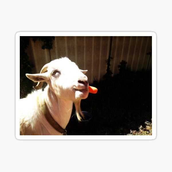 "Funny smiling goat with carrot cigar " Sticker for Sale by fhjr2002 ...