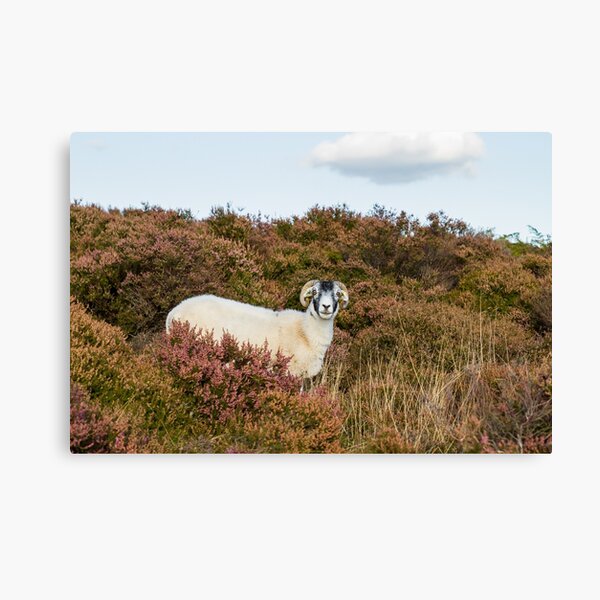 Swaledale Sheep Canvas Prints | Redbubble