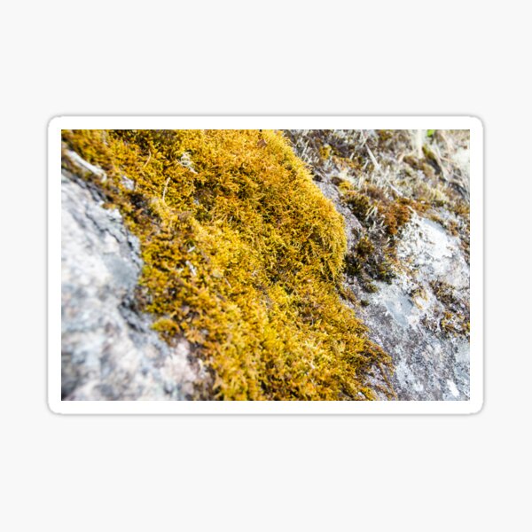 "Gold Moss" Sticker for Sale by e1izabeth4 | Redbubble