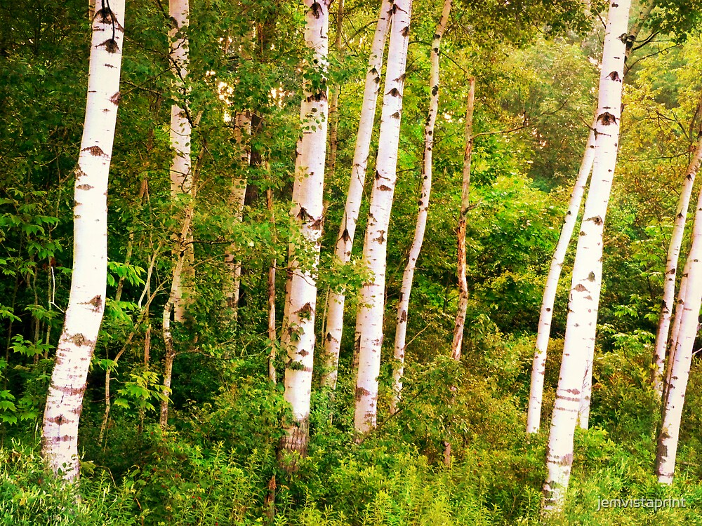 "Birch Trees photo art landscape photography" by jemvistaprint | Redbubble
