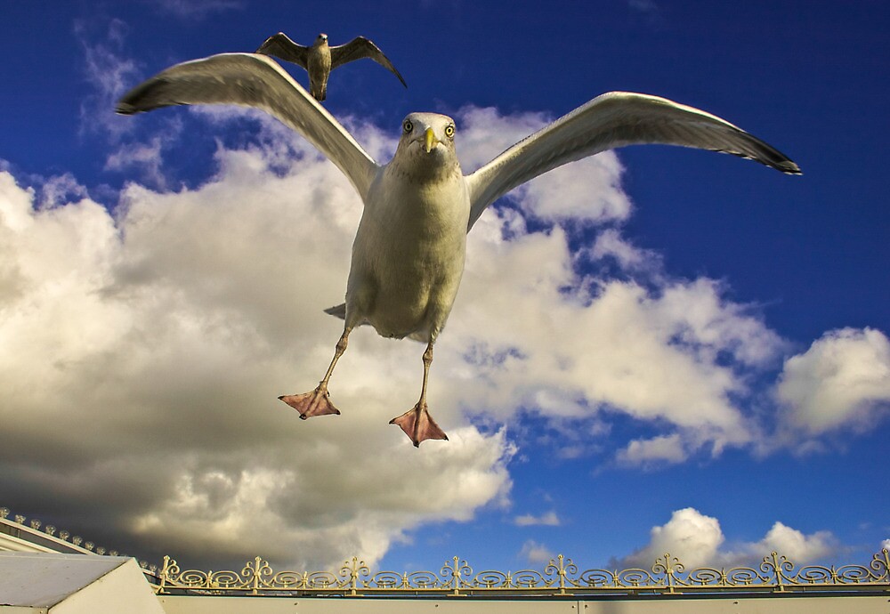 "Angry Seagull" by James Taylor | Redbubble