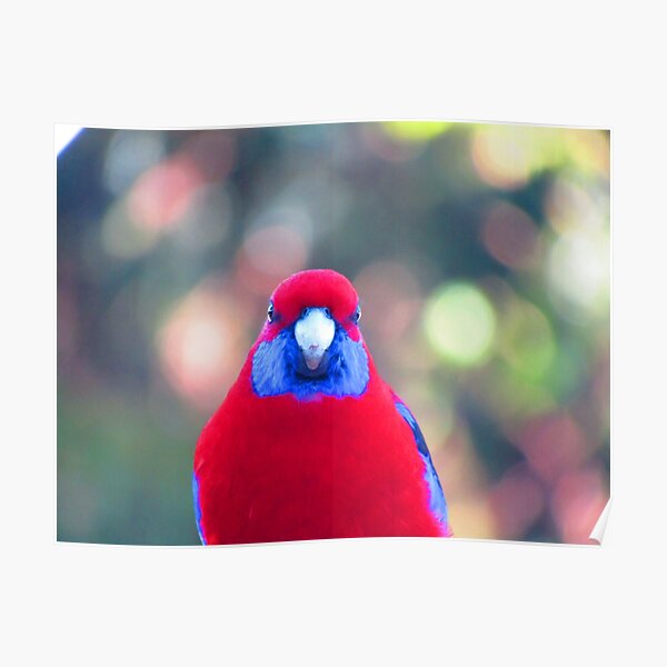 "Crimson Rosella" Poster by tripeadesign | Redbubble
