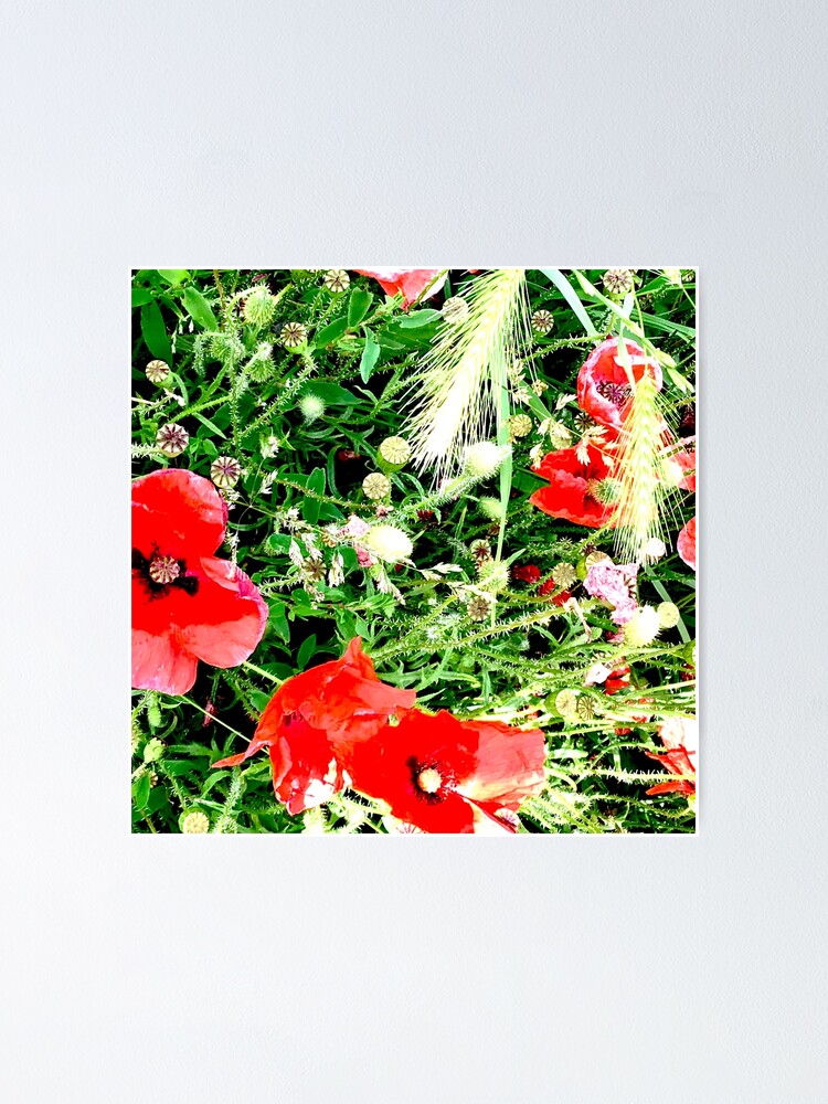 "Poppy field, grass seed heads and Poppies" Poster by GingerCatCo ...