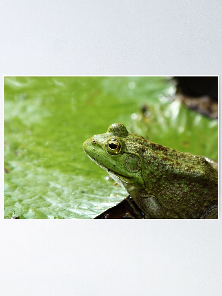 "Hypnotoad" Poster for Sale by Wildwinyan | Redbubble