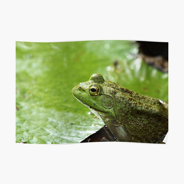 "Hypnotoad" Poster for Sale by Wildwinyan | Redbubble