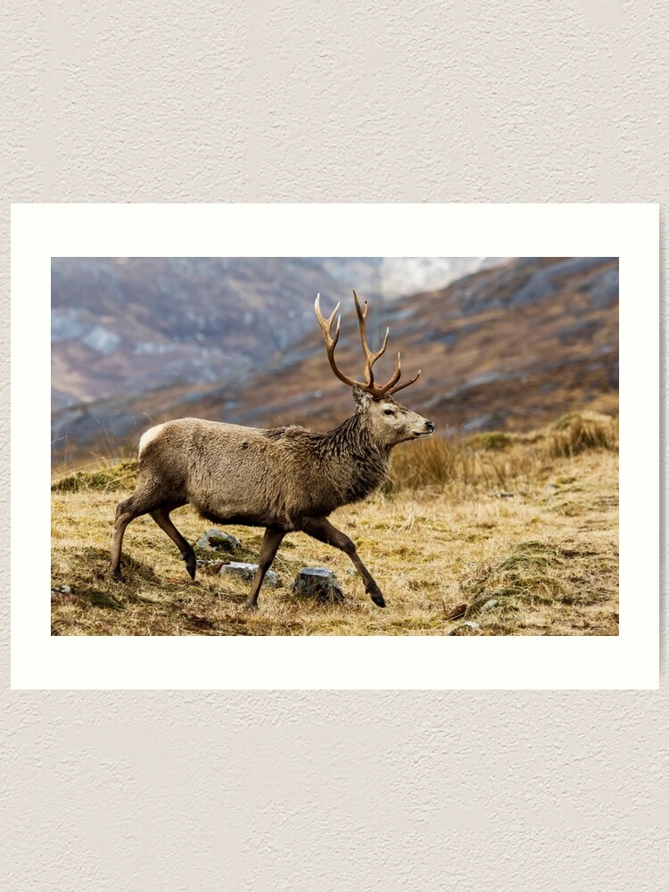 "Red Deer Stag Running" Art Print by derekbeattie | Redbubble