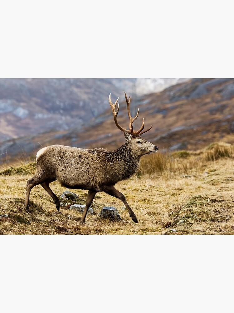 "Red Deer Stag Running" Art Print by derekbeattie | Redbubble