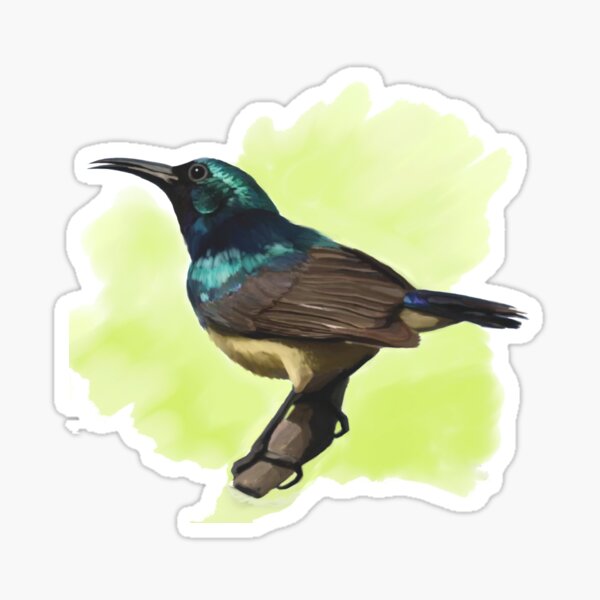 " Yellow bellied sunbird Digital Art by Gemeena" Sticker for Sale by ...
