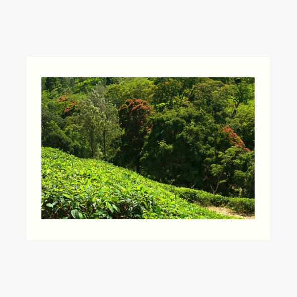 "SSK 9218 Mystery of Munnar. Color" Art Print by SSK11101957 | Redbubble