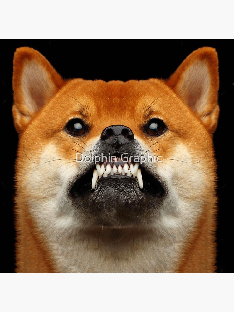 "Shiba Inu Aggressive Shibes Dog Snarling showing Teeth Funny Face Pet ...