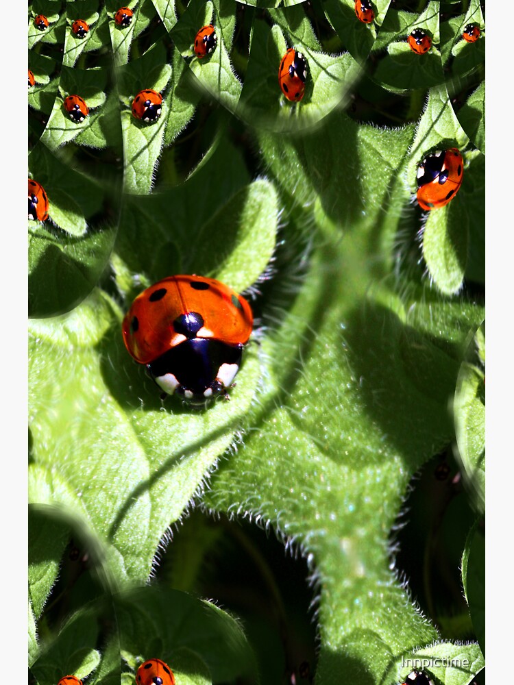 "Ladybirds" Sticker for Sale by Innpictime | Redbubble
