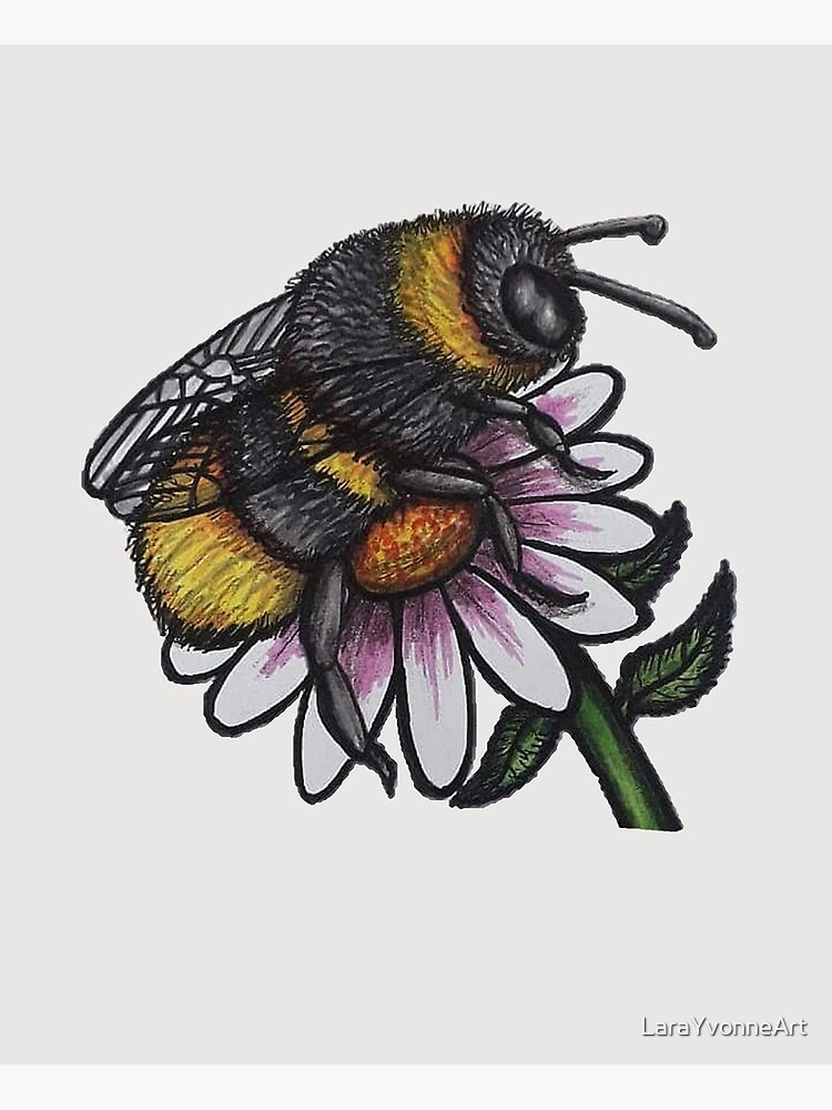 "Bumble Bee Just Chillin' on a Daisy (hand drawn)" Photographic Print ...