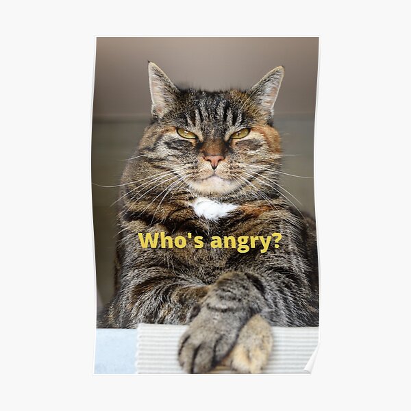 "Angry cat" Poster by PostalesGaia | Redbubble