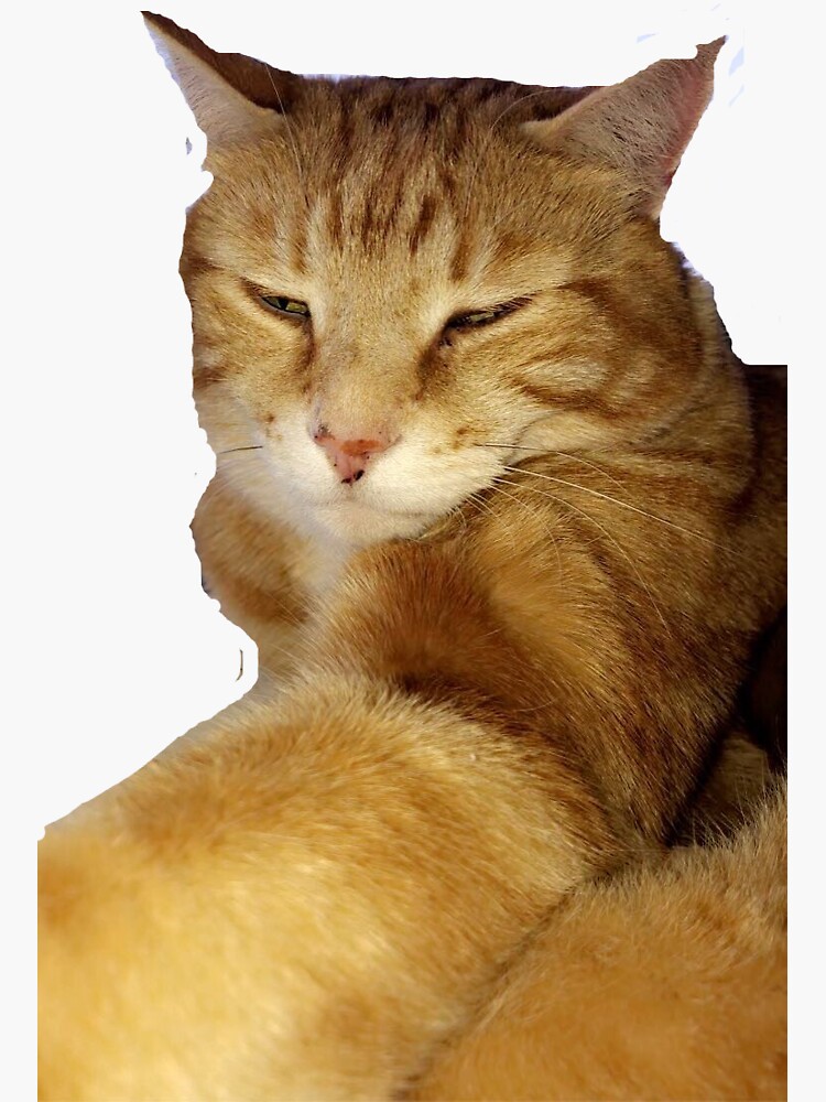 "Ginger cat sticker" Sticker by lilyxo012 | Redbubble