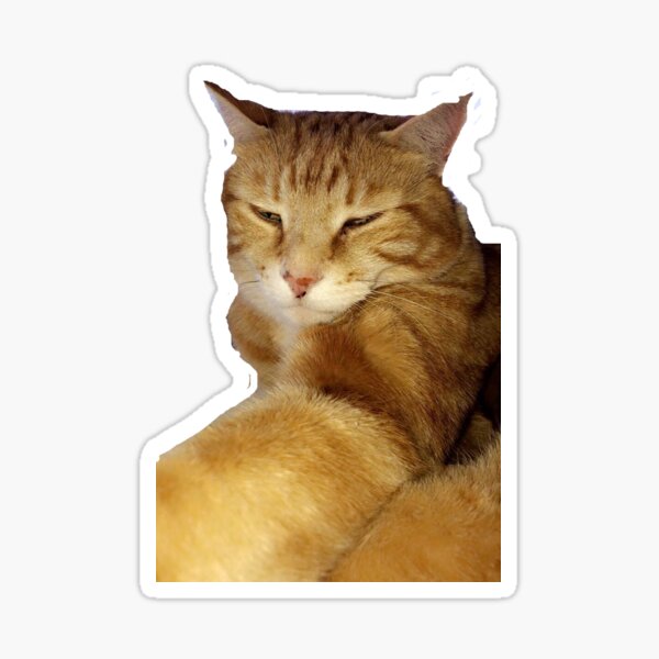 "Ginger cat sticker" Sticker by lilyxo012 | Redbubble