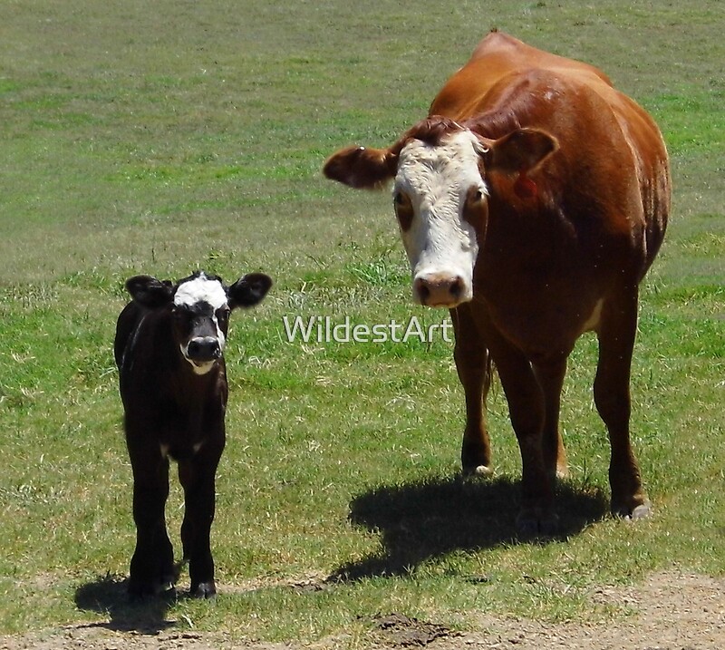 "Odd Cow" by WildestArt | Redbubble