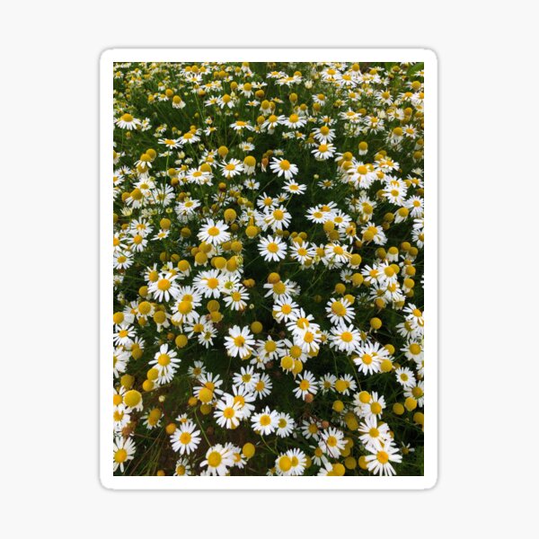 "Miss Daisy" Sticker by srnk | Redbubble