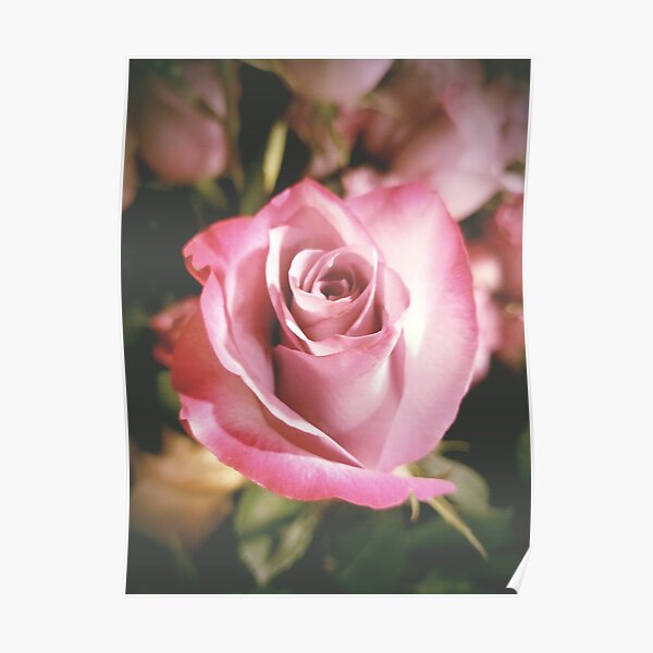 "Beautiful Pink Rose" Poster for Sale by azule1 | Redbubble