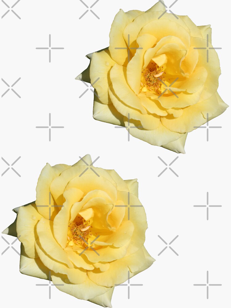 "Yellow Rose" Sticker by STHogan | Redbubble