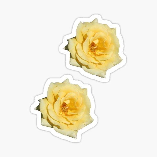 "Yellow Rose" Sticker by STHogan | Redbubble