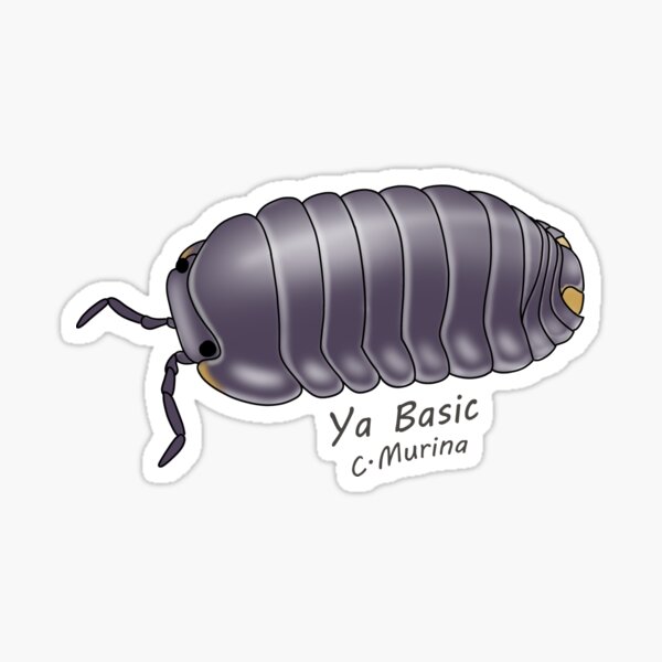 "C.Murina Ya basic" Sticker for Sale by Binkykun | Redbubble