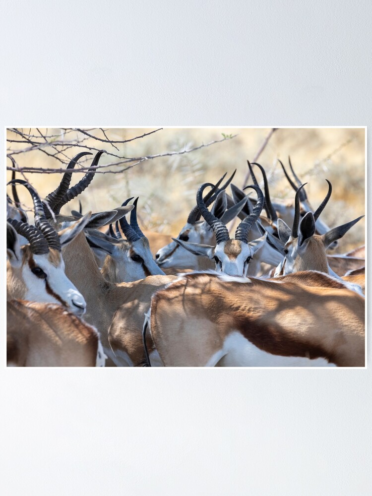 "Springbok Huddle" Poster by AnthonyZed | Redbubble